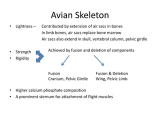 Avian Anatomy of Poultry skeleton | PDF