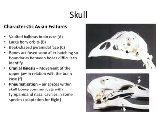 Avian Anatomy of Poultry skeleton | PDF