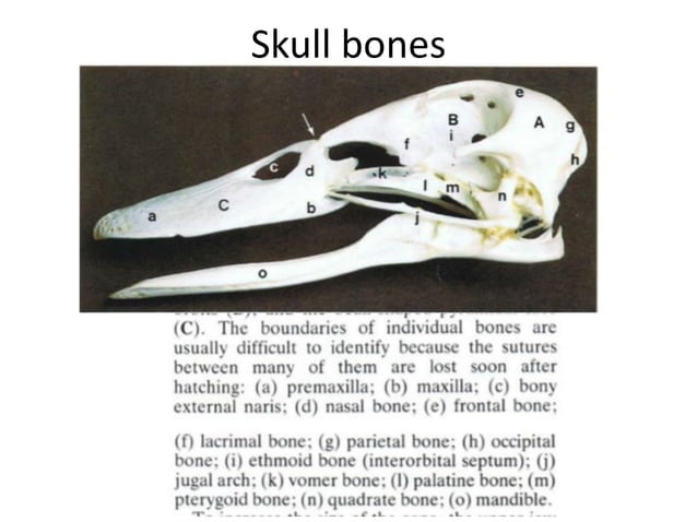Avian Anatomy of Poultry skeleton | PDF