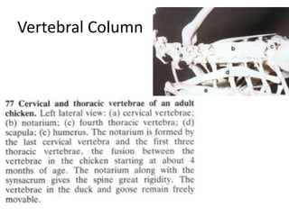 Avian Anatomy of Poultry skeleton | PDF