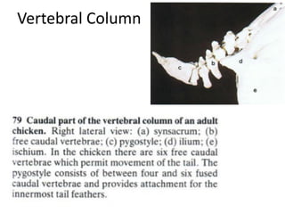 Avian Anatomy of Poultry skeleton | PDF