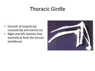 Avian Anatomy of Poultry skeleton | PDF