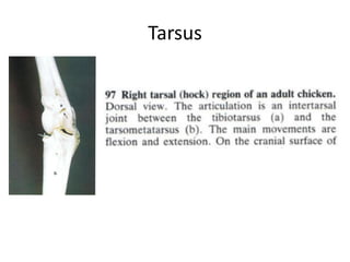 Avian Anatomy of Poultry skeleton | PDF