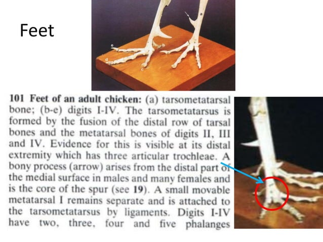 Avian Anatomy of Poultry skeleton | PDF