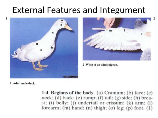 Avian Anatomy of Poultry skeleton | PDF