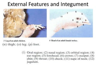 Avian Anatomy of Poultry skeleton | PDF