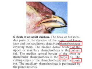 Avian Anatomy of Poultry skeleton | PDF