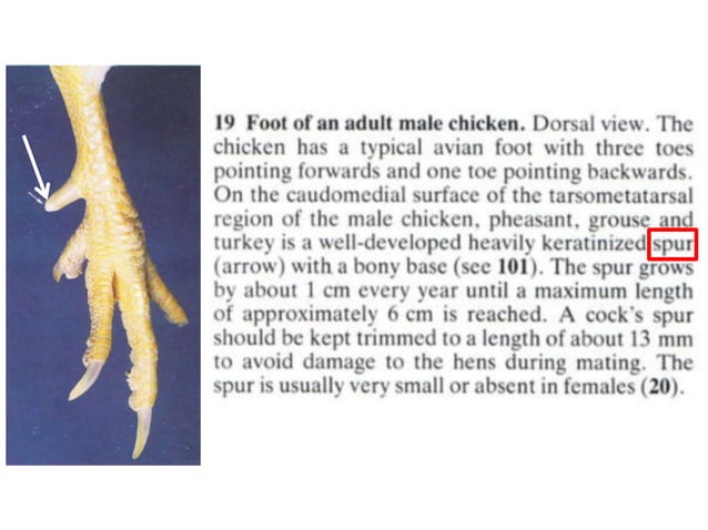 Avian Anatomy of Poultry skeleton | PDF