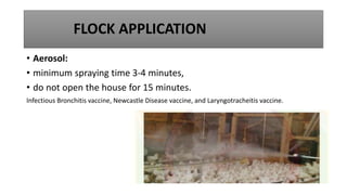 Poultry vaccination Methods | PPTX