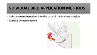 Poultry vaccination Methods | PPTX