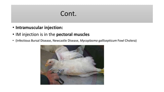 Poultry vaccination Methods | PPTX | Infectious Diseases | Diseases and ...