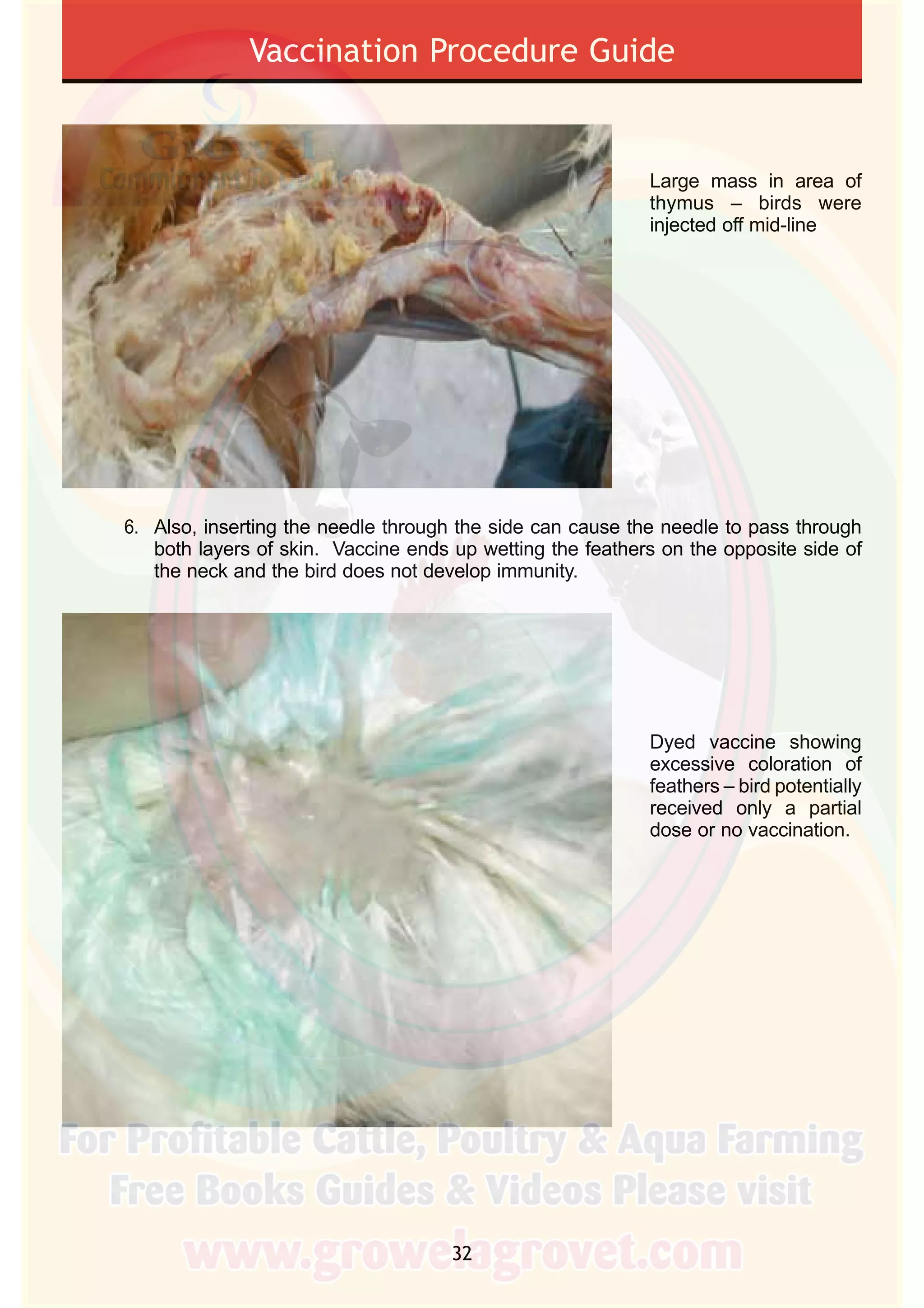 Poultry Vaccination Guide | PDF