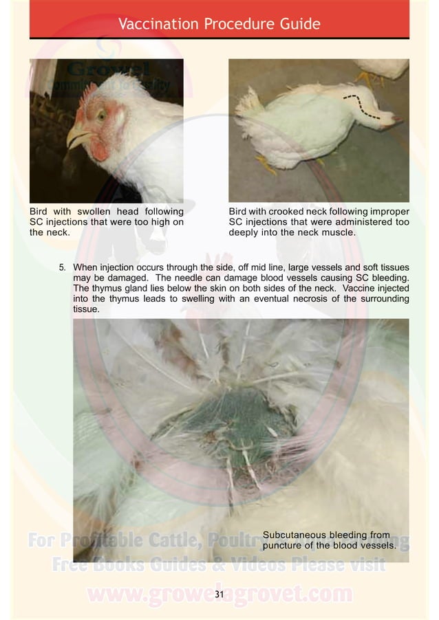 Poultry Vaccination Guide | PDF