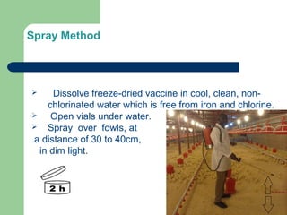 Poultry vaccine application & equipment | PPT