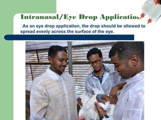 Poultry vaccine application & equipment | PPT