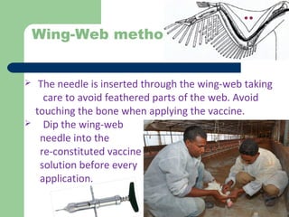 Poultry vaccine application & equipment | PPT