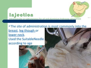 Poultry vaccine application & equipment | PPT