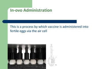 Poultry vaccine application & equipment | PPT