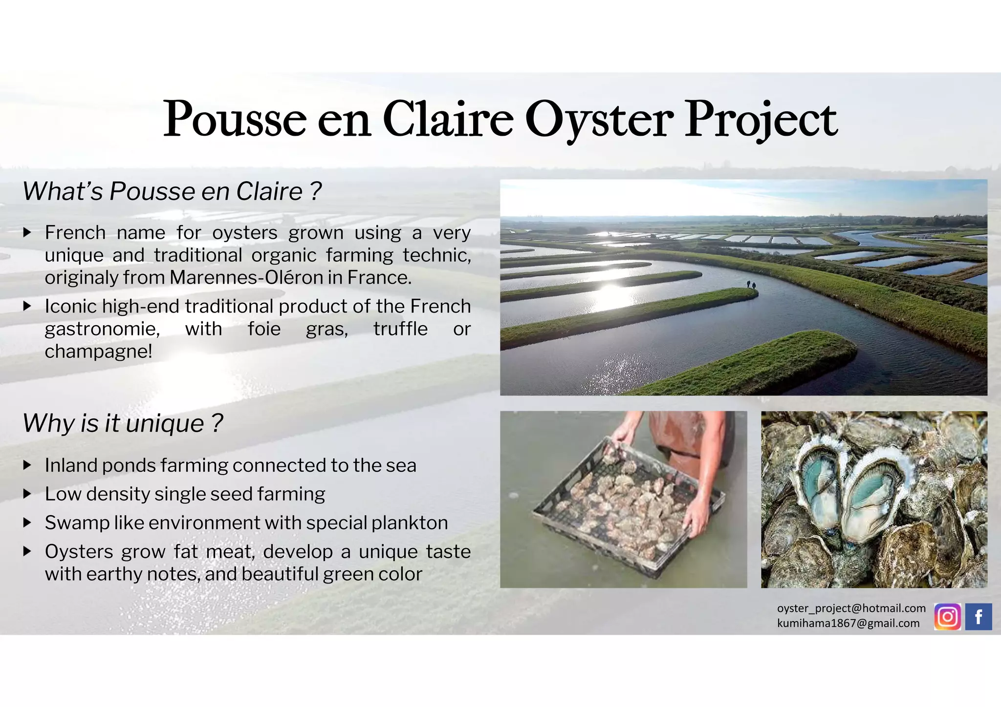 Pousse en claire oyster project | PPT