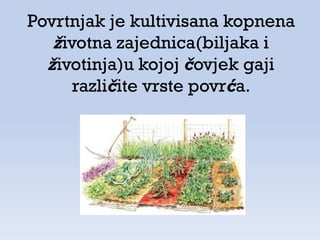 Povrtnjak-životna zajednica priroda.pptx