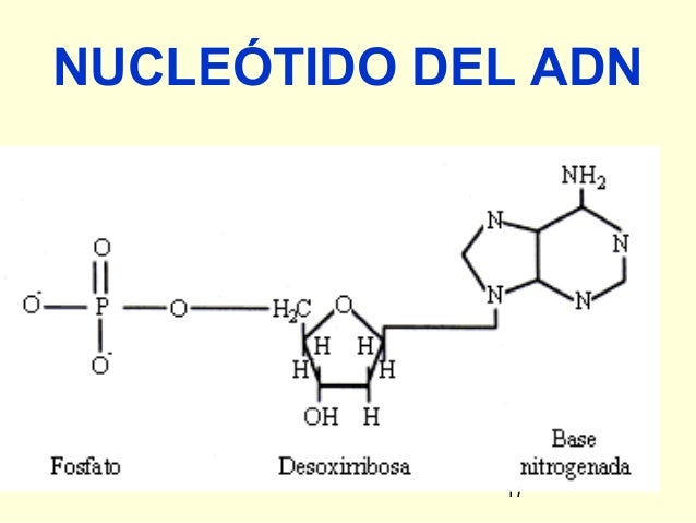Nucleótidos Estructura del ADN y ARN - Sitio