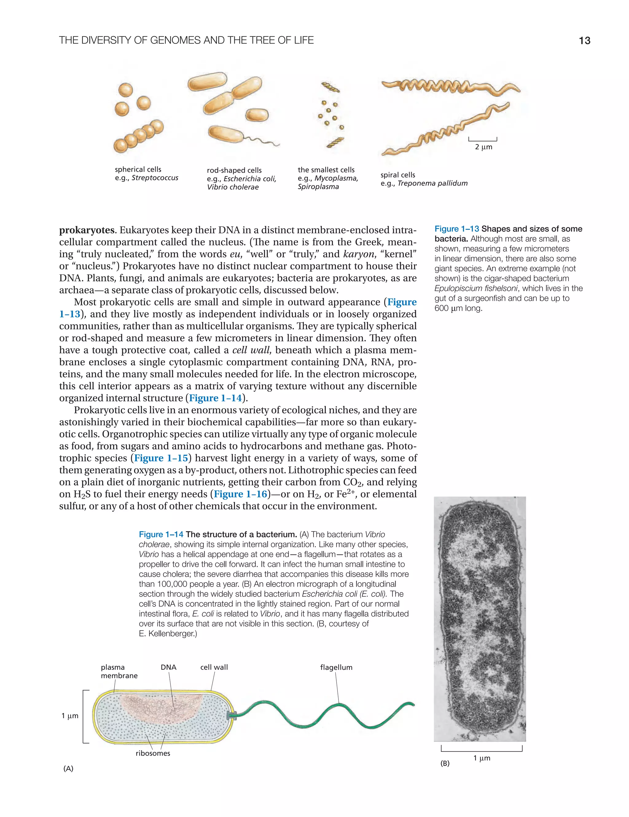 Molecular.biology.of.the.cell.alberts.6th.ed