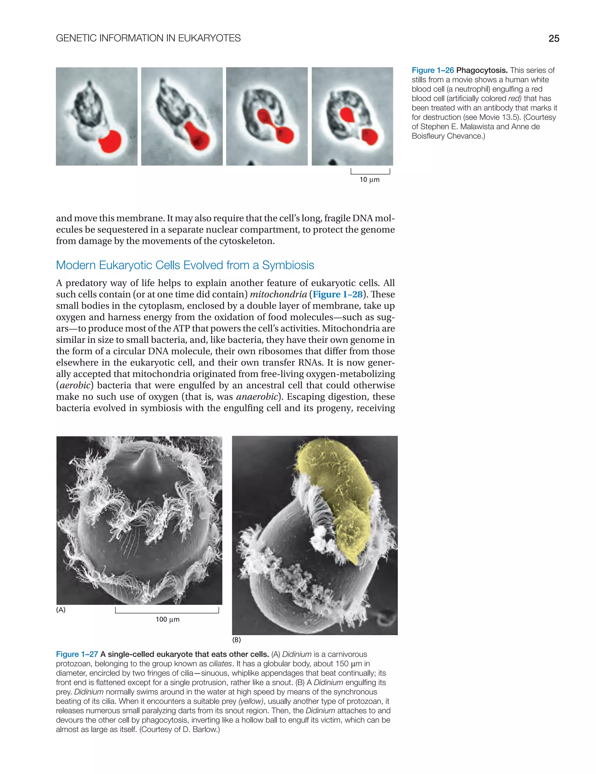 Molecular.biology.of.the.cell.alberts.6th.ed