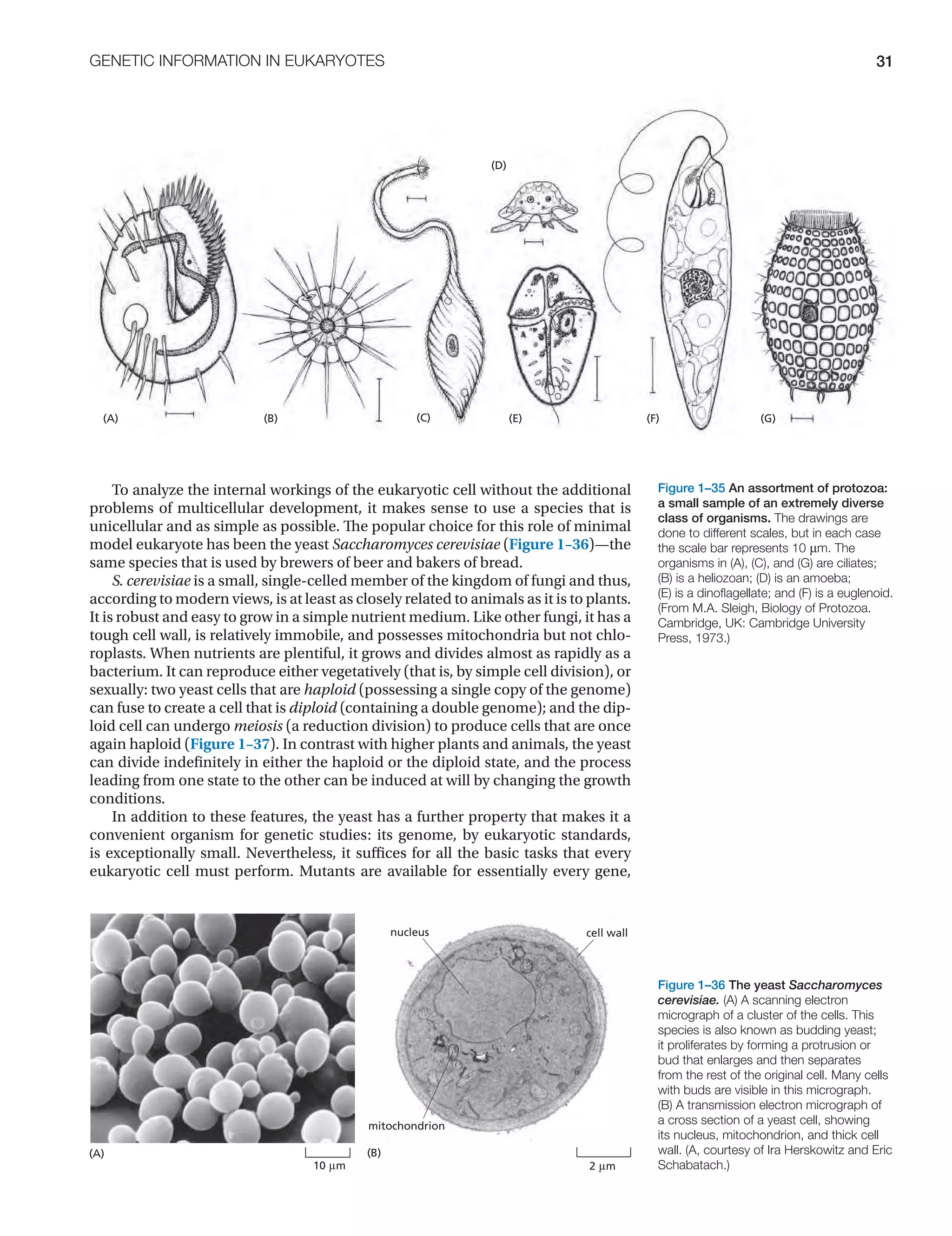 Molecular.biology.of.the.cell.alberts.6th.ed
