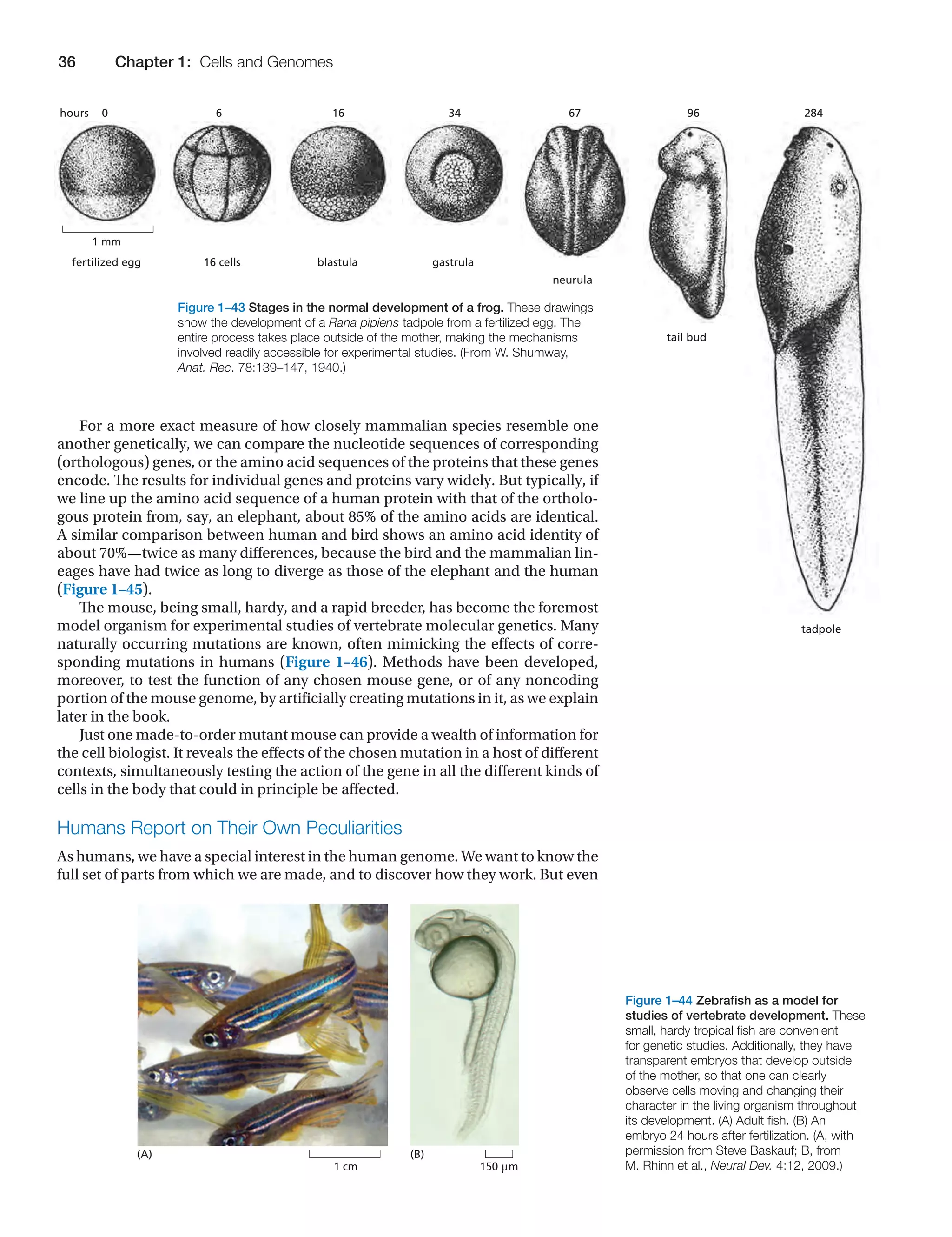 Molecular.biology.of.the.cell.alberts.6th.ed