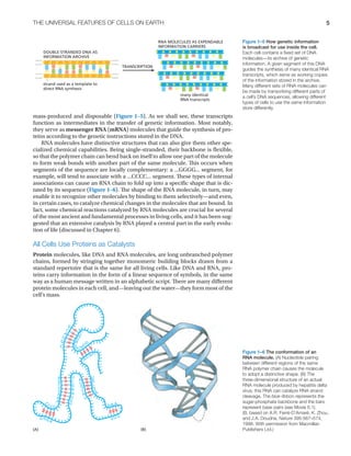 Molecular.biology.of.the.cell.alberts.6th.ed