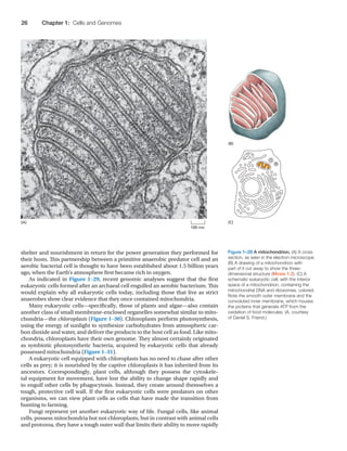 Molecular.biology.of.the.cell.alberts.6th.ed