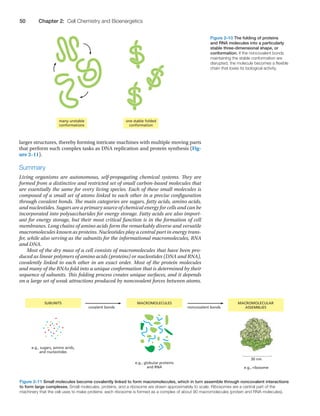 Molecular.biology.of.the.cell.alberts.6th.ed