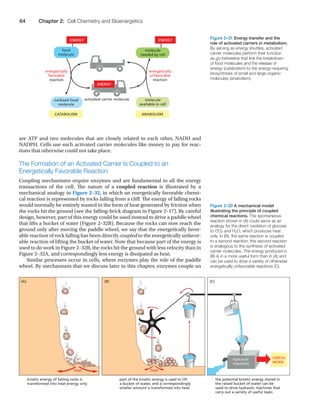 Molecular.biology.of.the.cell.alberts.6th.ed