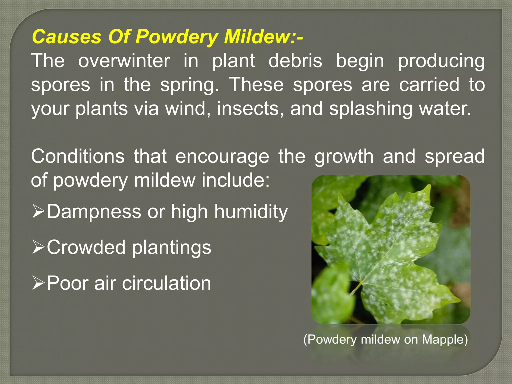 Powdery mildew | PPTX