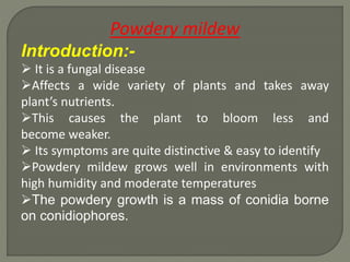 Powdery mildew | PPTX