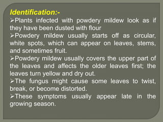 Powdery mildew | PPTX