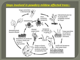 Powdery mildew | PPTX