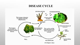 Powdery mildew of cucurbit - Introduction and Disease cycle | PPTX