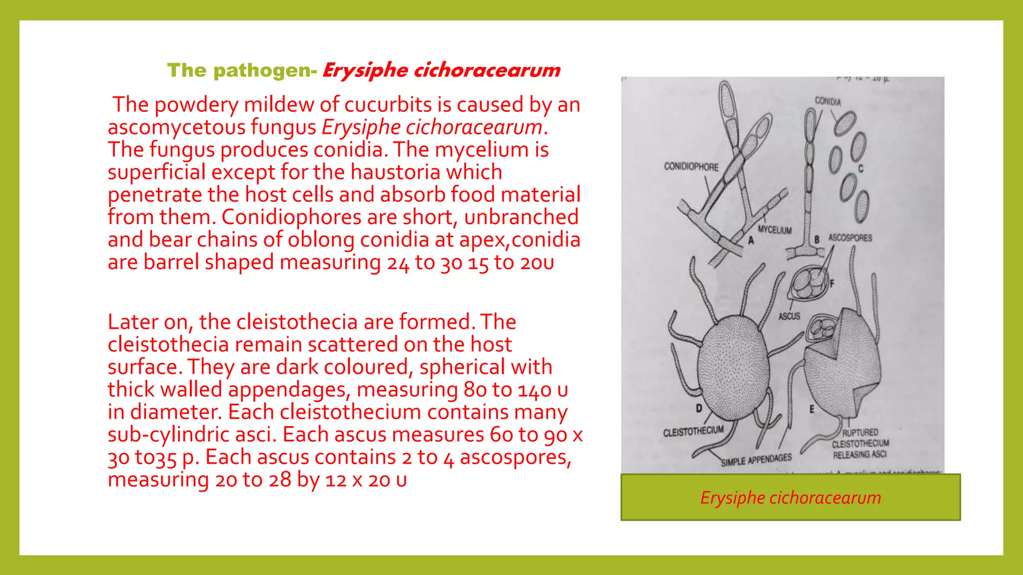 Powdery mildew of cucurbits | PPTX