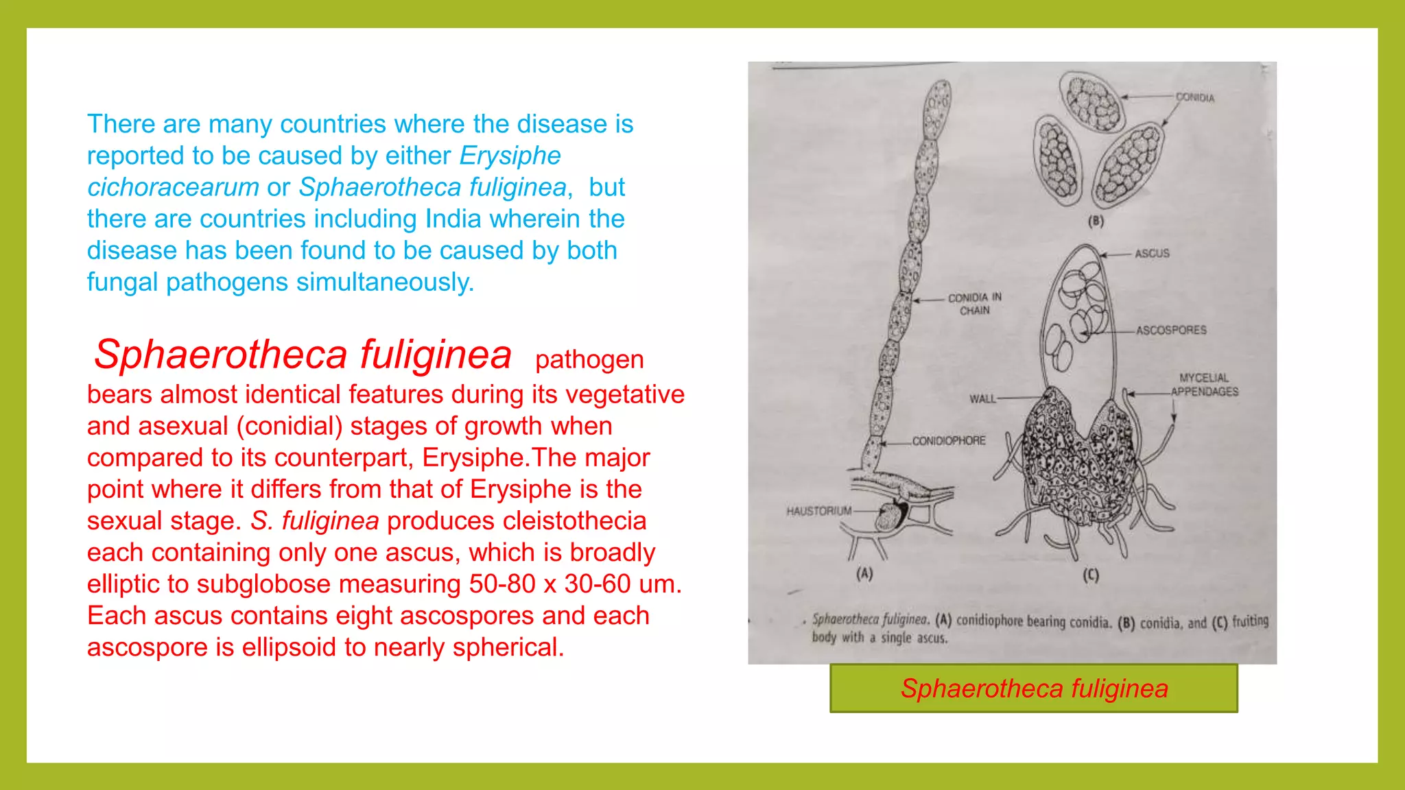 Powdery mildew of cucurbits | PPTX