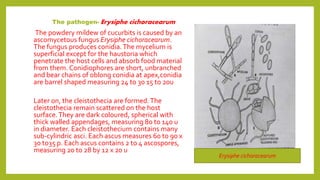 Powdery mildew of cucurbits | PPTX