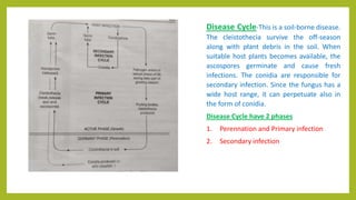 Powdery mildew of cucurbits | PPTX
