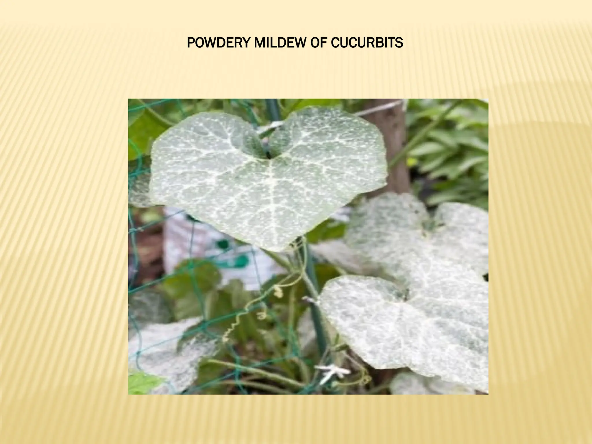 POWDERY MILDEW OF CUCURBITS MODE OF ACTION, | PPTX