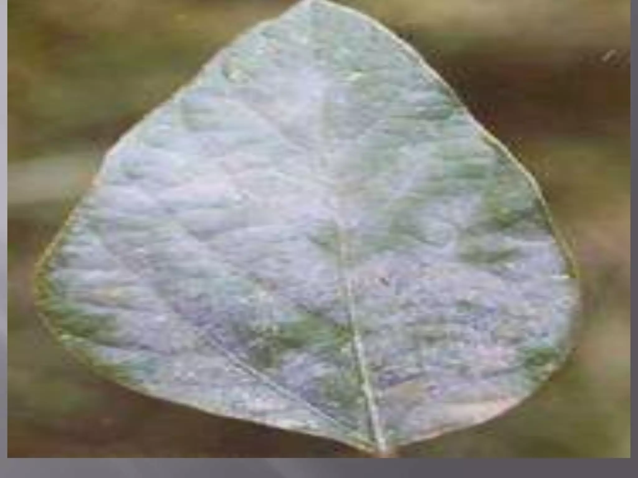 Powdery mildew of green gram (dhanendra kumar) | PPTX