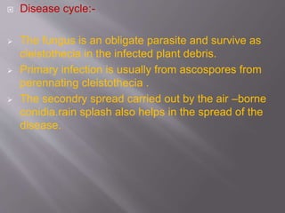 Powdery mildew of green gram (dhanendra kumar) | PPTX