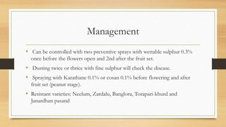 Powdery mildew of mango | PPTX