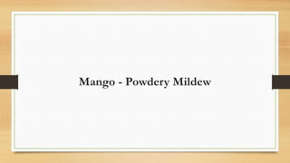 Powdery mildew of mango | PPTX