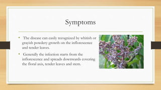 Powdery mildew of mango | PPTX