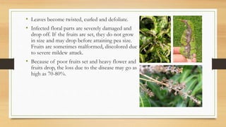 Powdery mildew of mango | PPTX