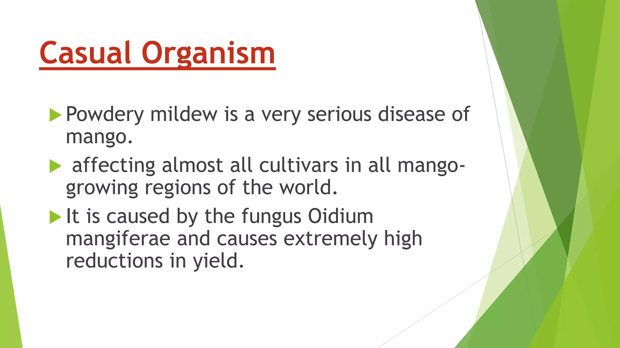 powdery mildew of mango.pptx